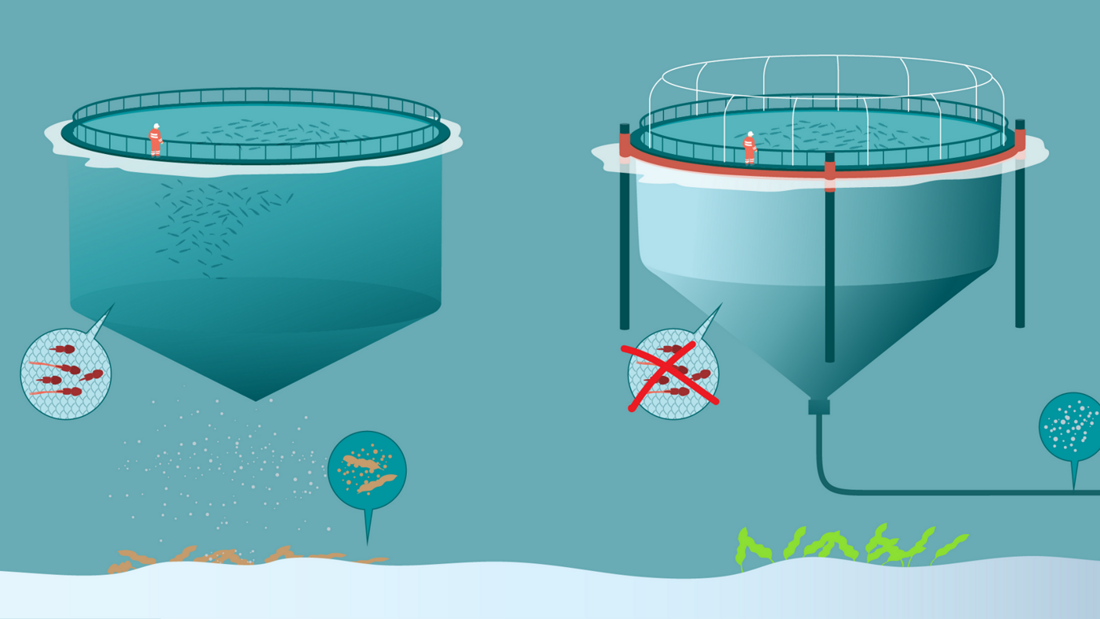 Closed cages mean closer monitoring and a cleaner environment - Cermaq ...