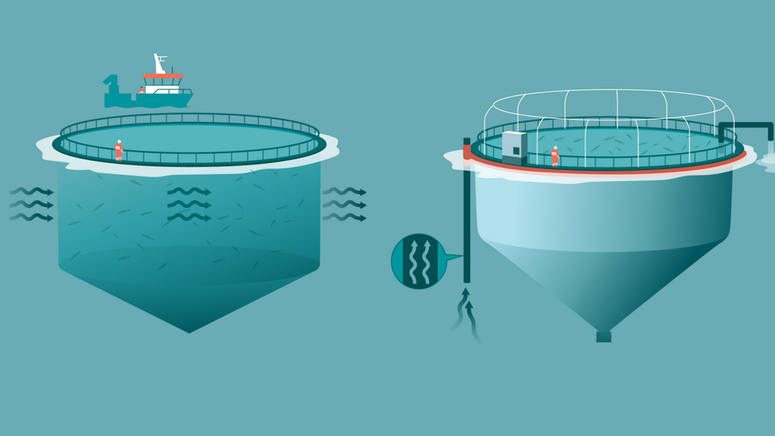 Closed cages mean closer monitoring and a cleaner environment - Cermaq ...